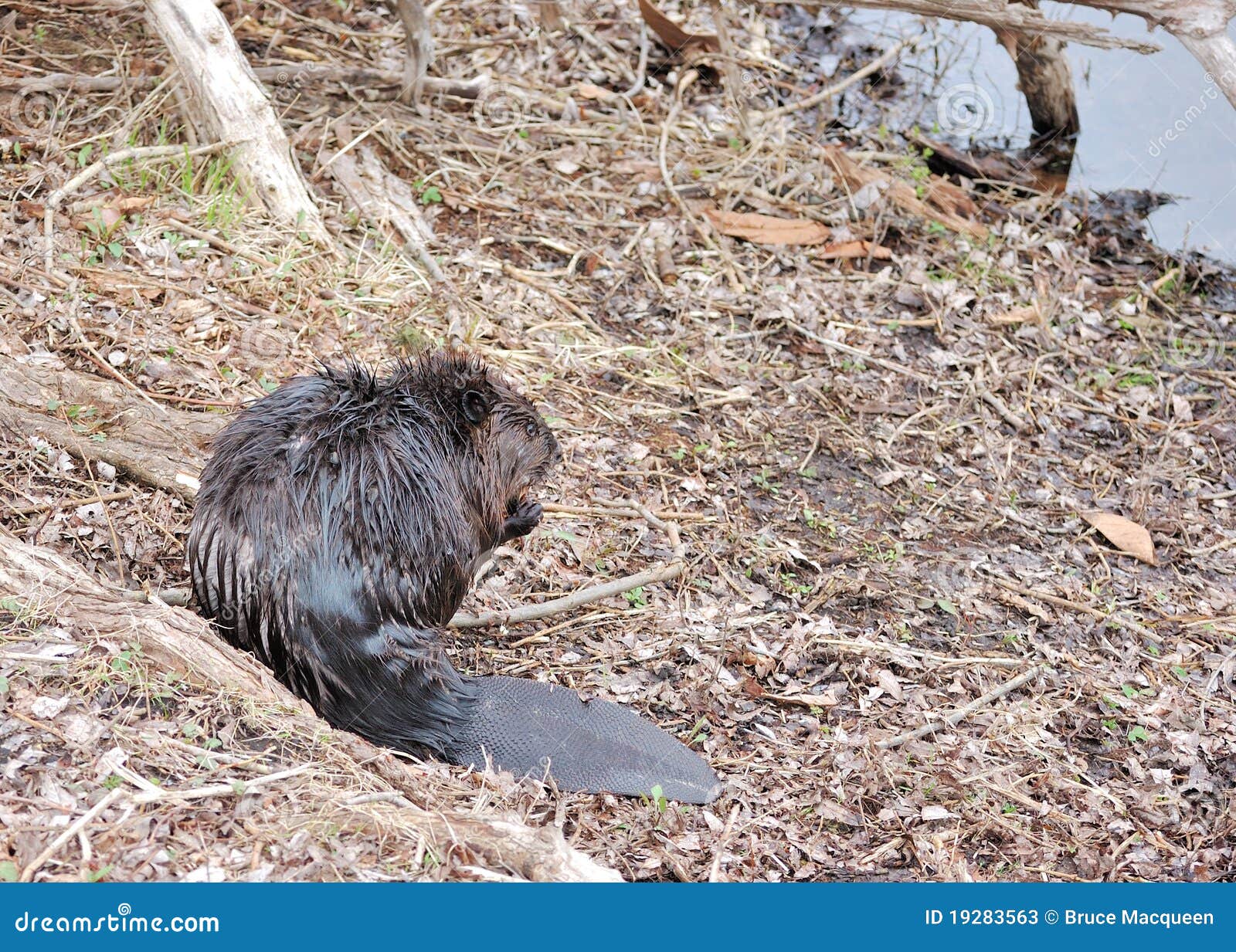 Beaver stock image. Image of outdoors, nature, grass - 19283563