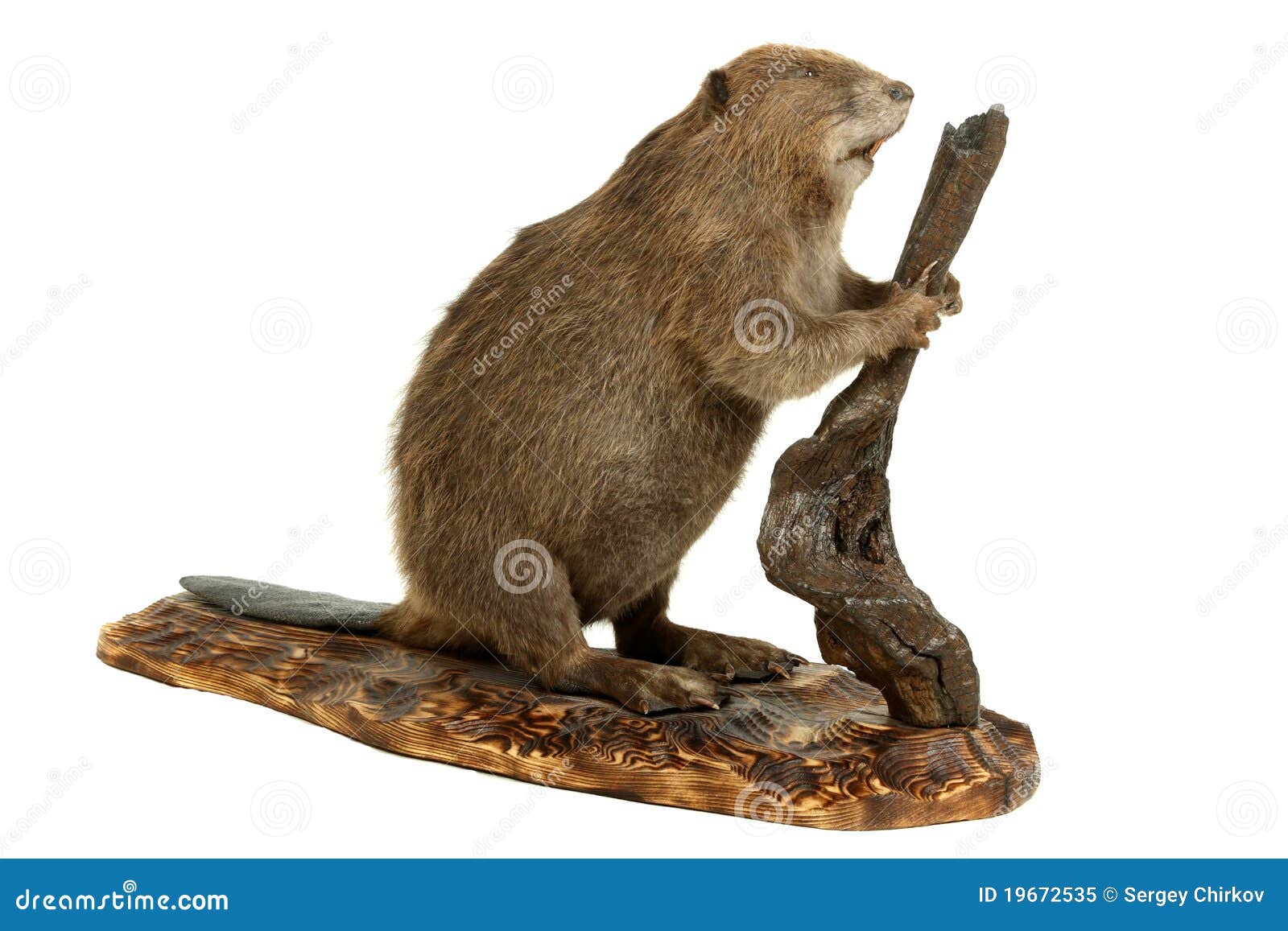 Beaver. Royalty Free Stock Photo - Image: 19672535