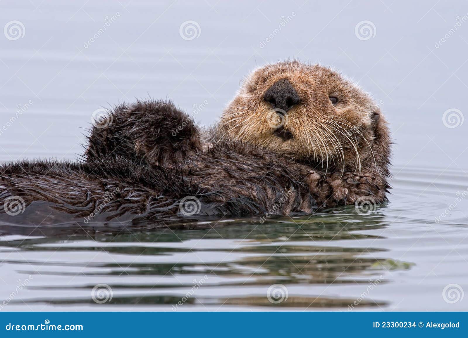 Beaver Stock Image | CartoonDealer.com #9546325