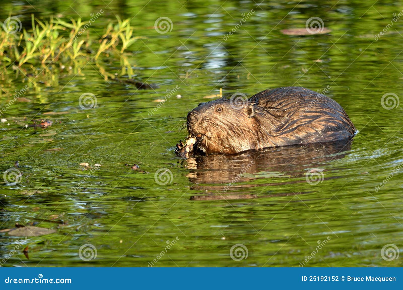 Beaver stock photo. Image of animal, feeding, nature - 25192152