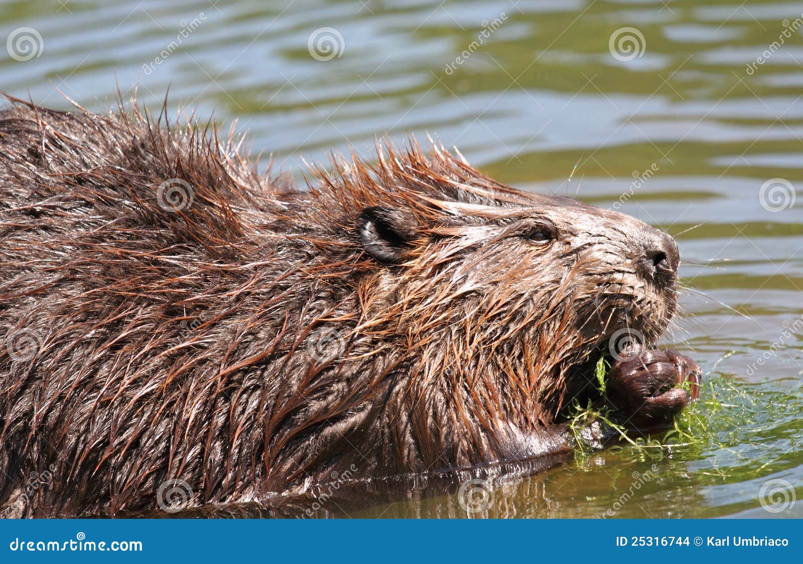 Beaver stock photo. Image of lake, rodent, mammal, nature - 25316744