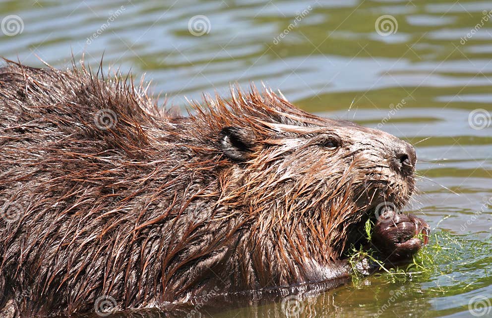 Beaver stock photo. Image of lake, rodent, mammal, nature - 25316744
