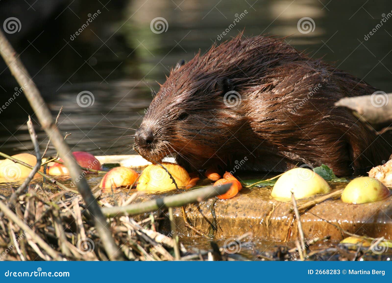 Beaver stock image. Image of feeding, swim, nature, canada - 2668283