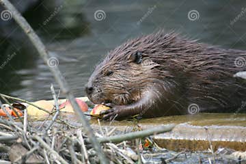 Beaver stock image. Image of skin, castor, rodentia, nature - 3542523