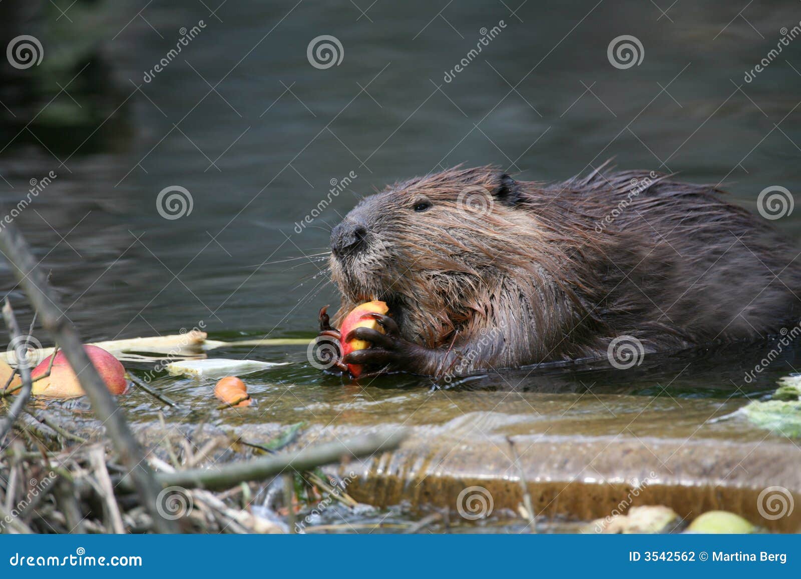 Beaver stock photo. Image of rodent, canadian, beaver - 3542562