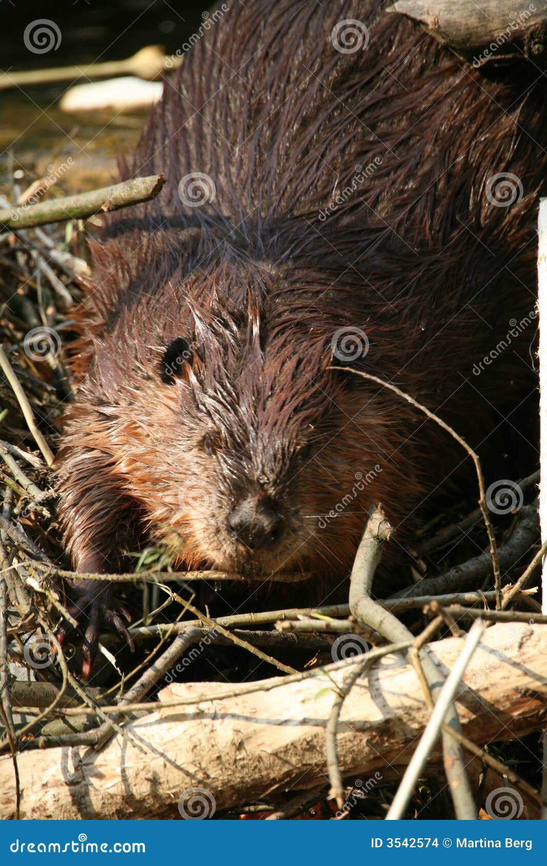 Beaver stock photo. Image of build, chew, tail, beaver - 3542574