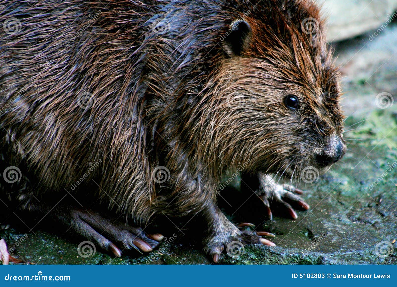 Beaver Toes Stock Photos - Free & Royalty-Free Stock Photos from Dreamstime