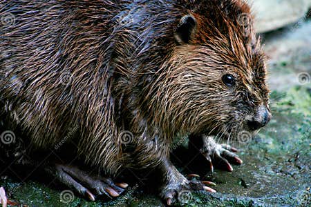 Beaver stock image. Image of fall, nature, canadensis - 5102803