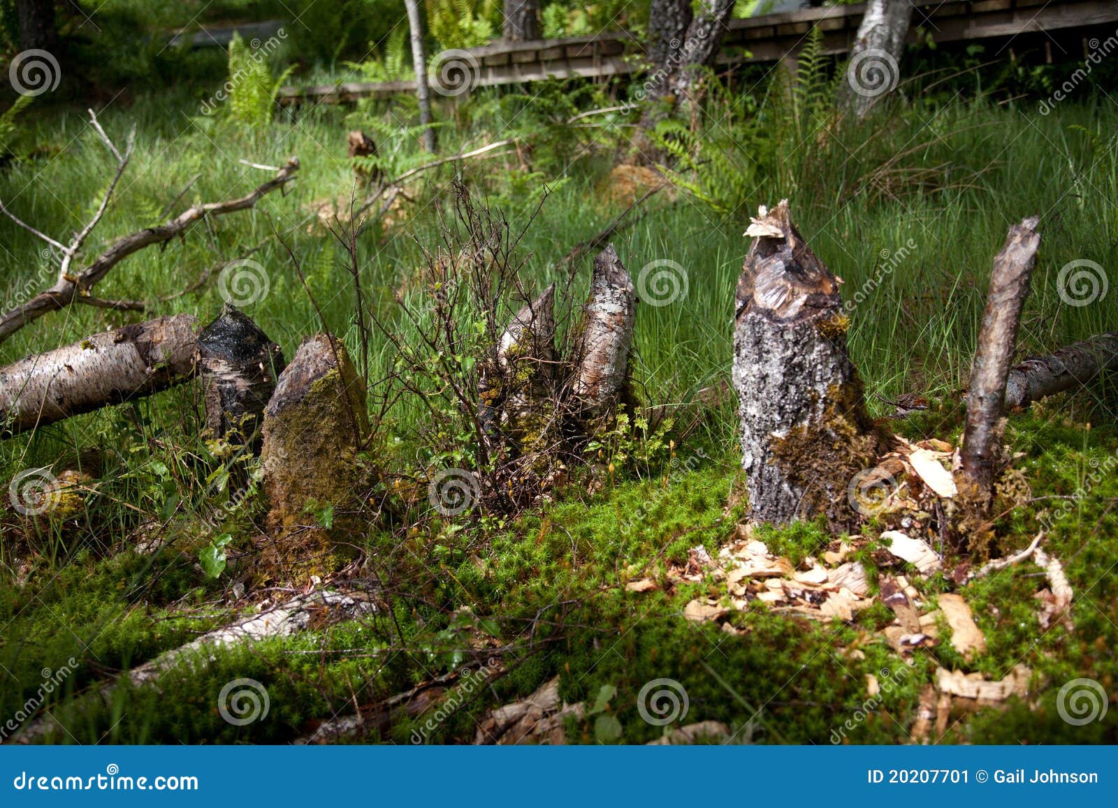 Beaver activity stock image. Image of tree, scotland - 20207701