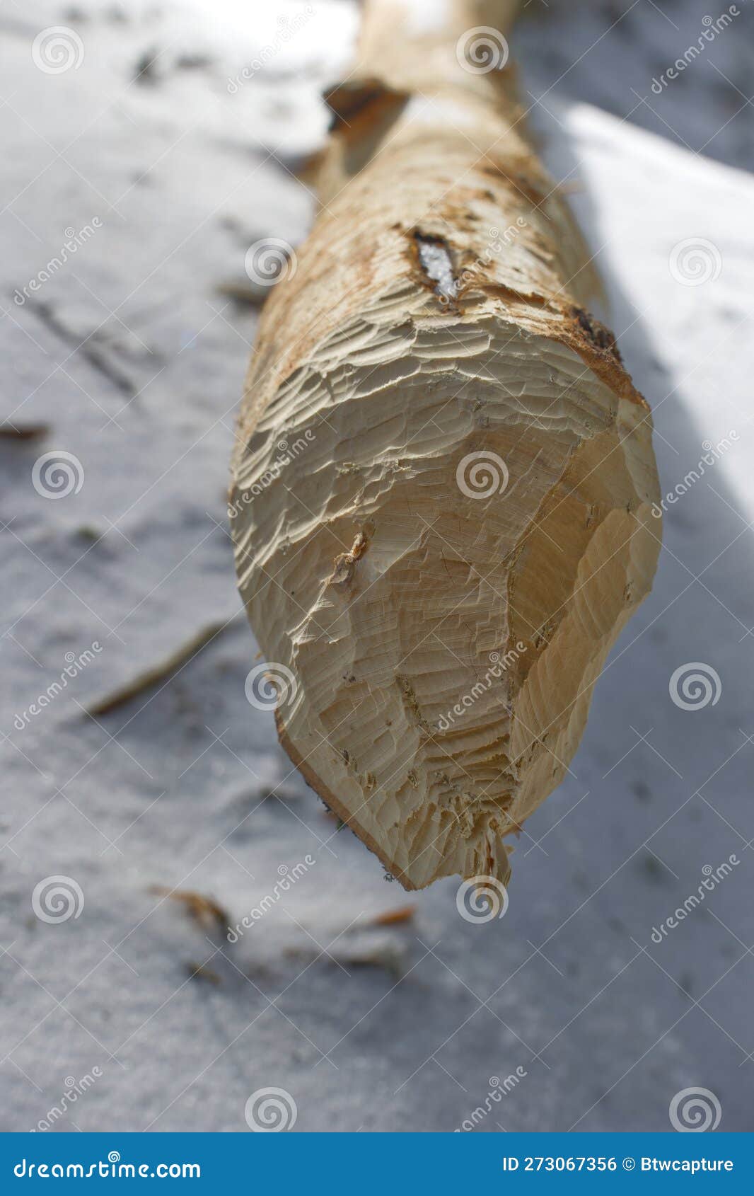Beaver Activity in the Landscape Stock Photo - Image of restoration ...