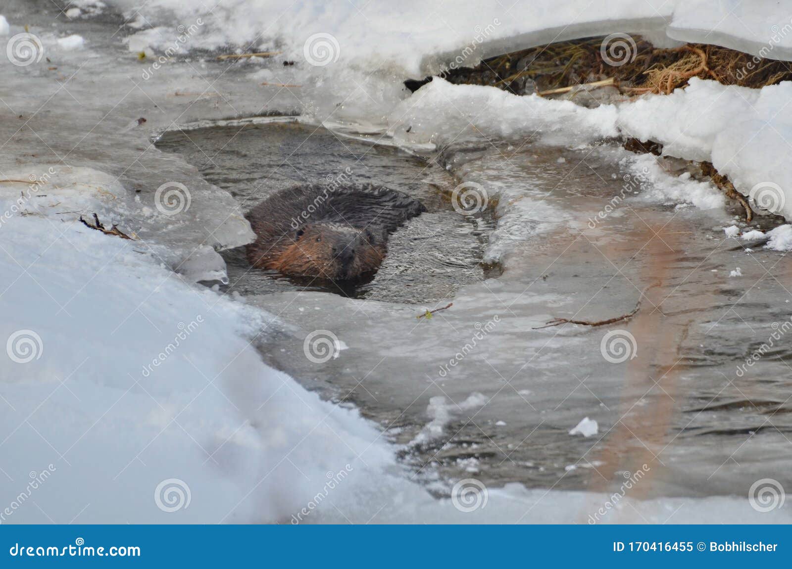 Beaver Along Stream in the Winter Stock Image - Image of white, winter ...