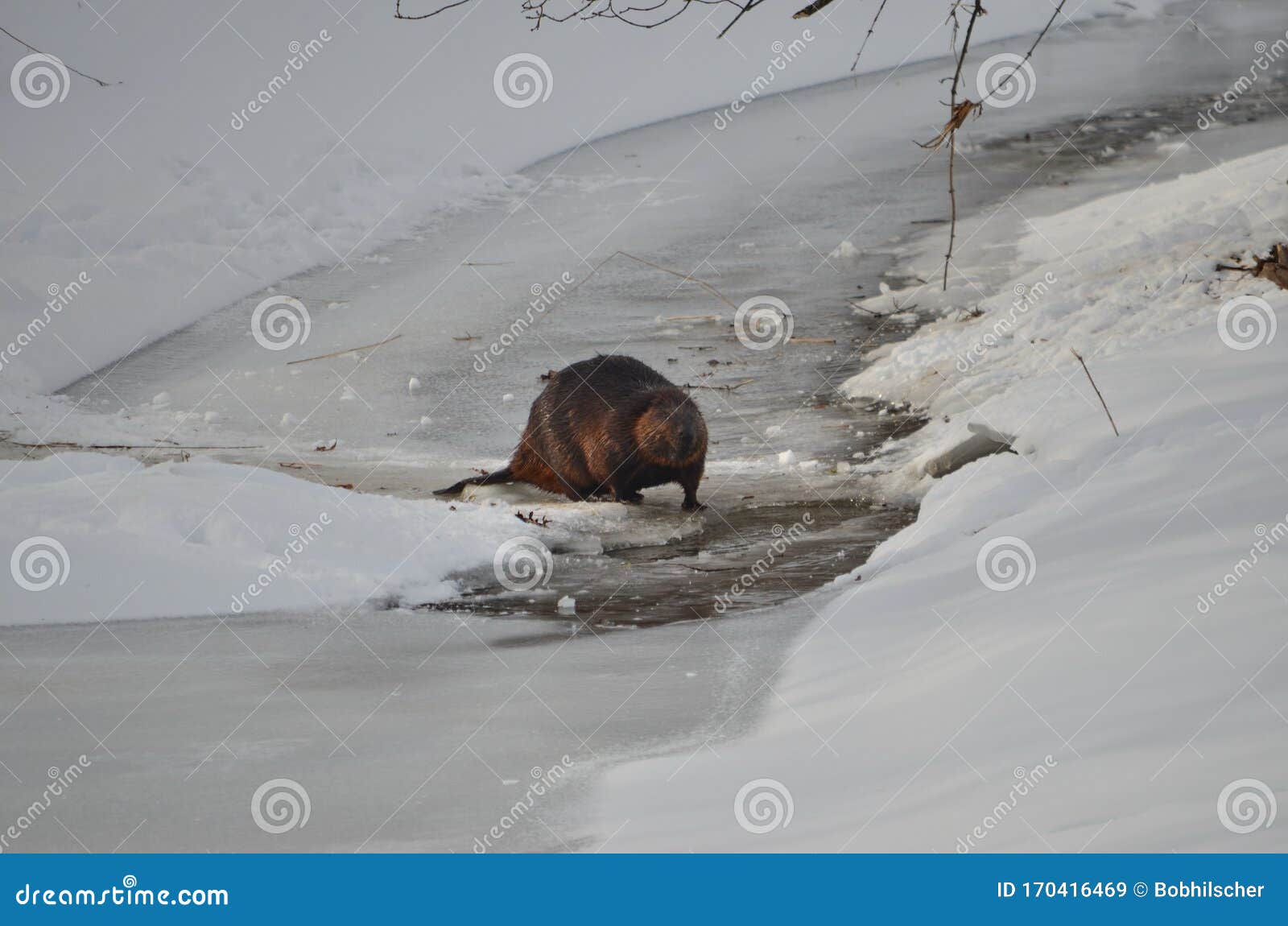 Beaver Along Stream in the Winter Stock Image - Image of mammal, water ...