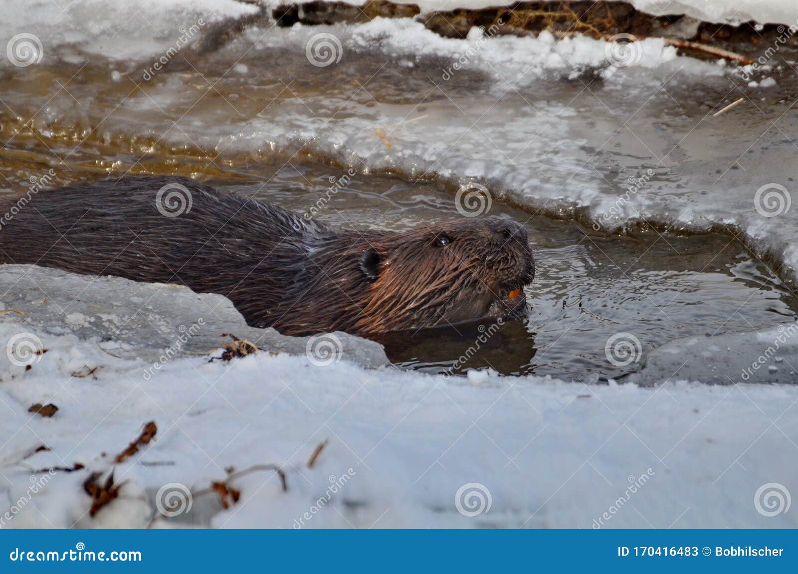Beaver Along Stream in the Winter Stock Image - Image of swimming, busy ...