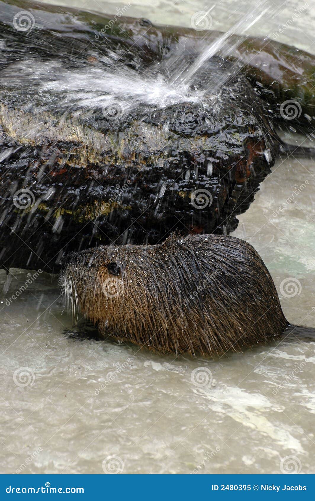 Beaver Bathing Picture. Image: 2480395