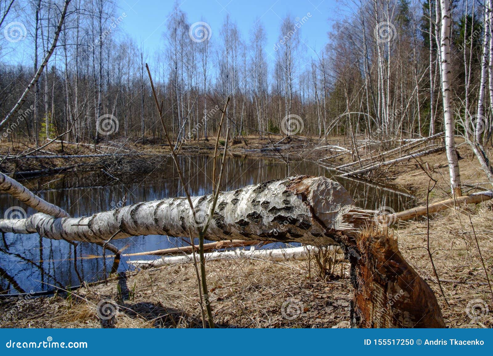 Beaver Bite Marks on the Birch Tree Stock Photo - Image of teeth, stump ...