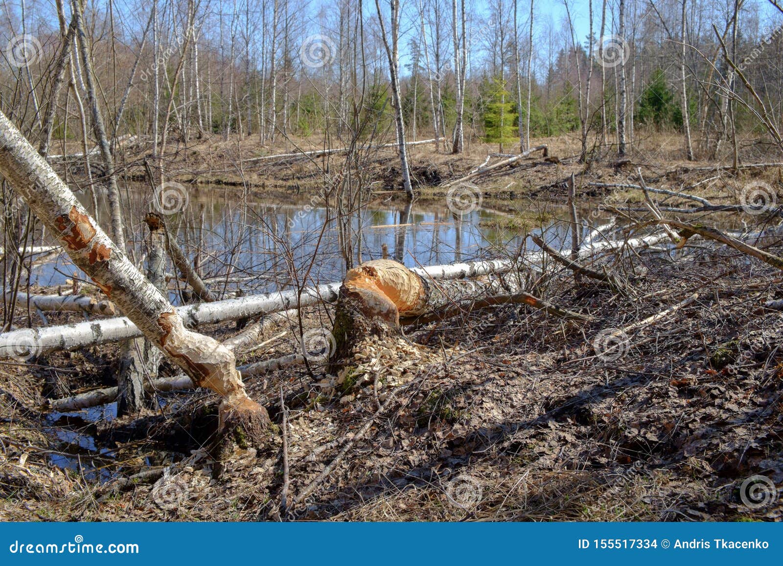 Beaver Bite Marks on the Birch Tree Stock Photo - Image of season ...