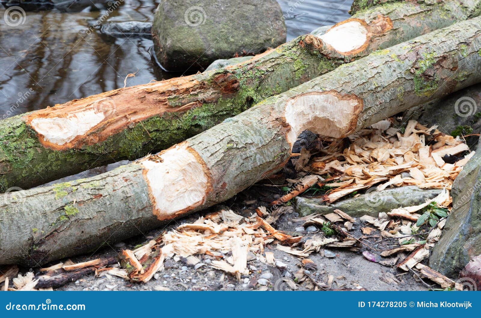 Beaver Bite Marks on Tree Trunk Stock Image - Image of bark, chewing ...