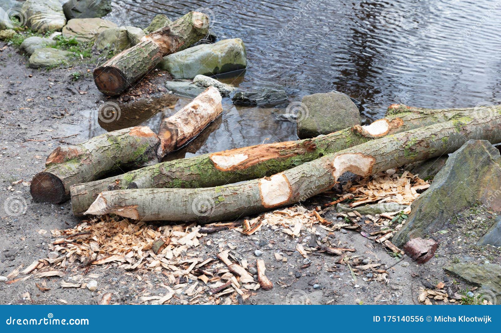 Beaver Bite Marks On Tree Trunk And Water And Trees In Forest In ...