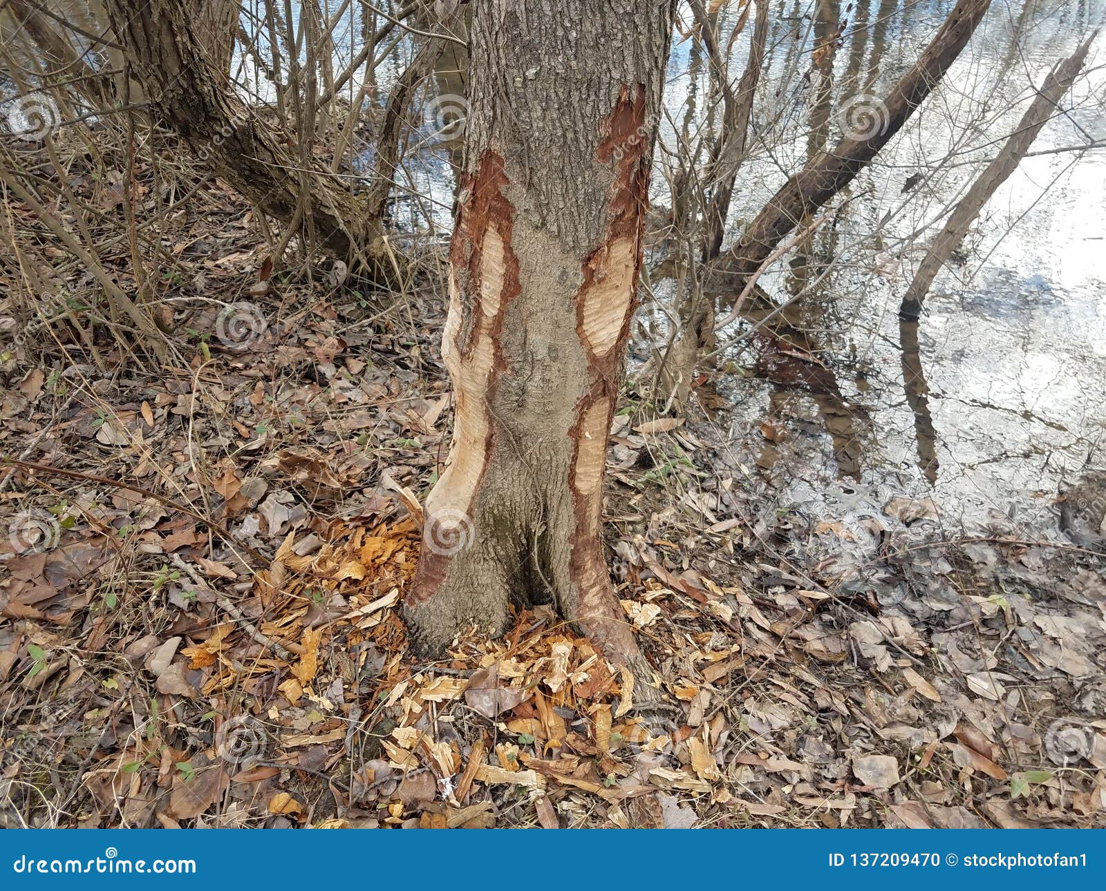 Beaver Bite Marks On Tree Trunk And Water And Trees In Forest In ...
