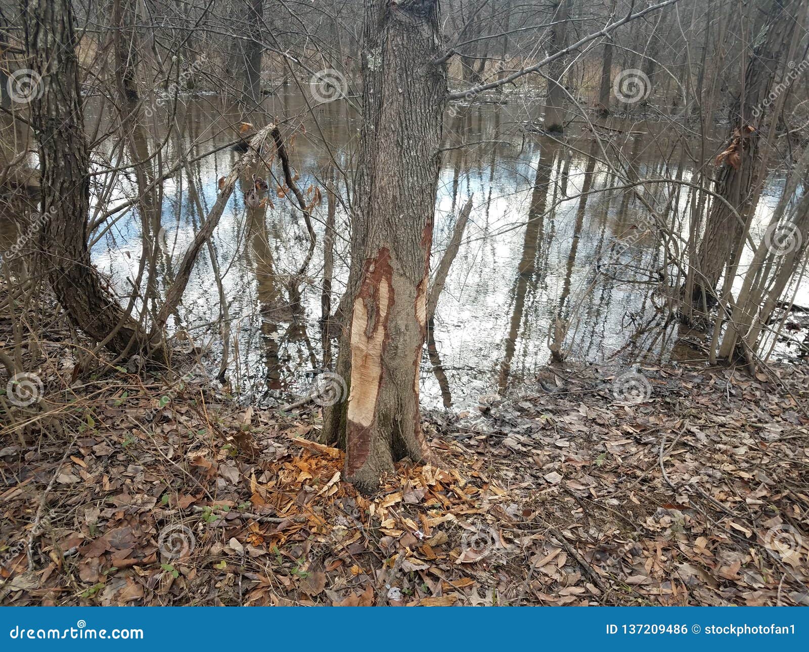 Beaver Bite Marks on Tree Trunk and Water and Trees in Forest in ...