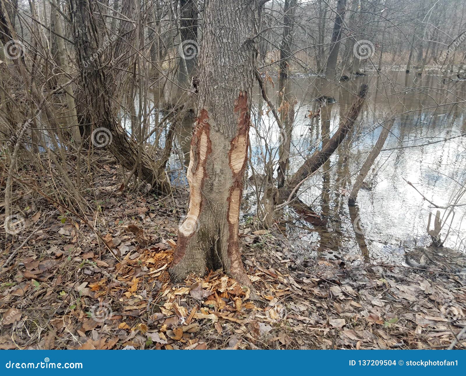Beaver Bite Marks on Tree Trunk and Water and Trees in Forest in ...