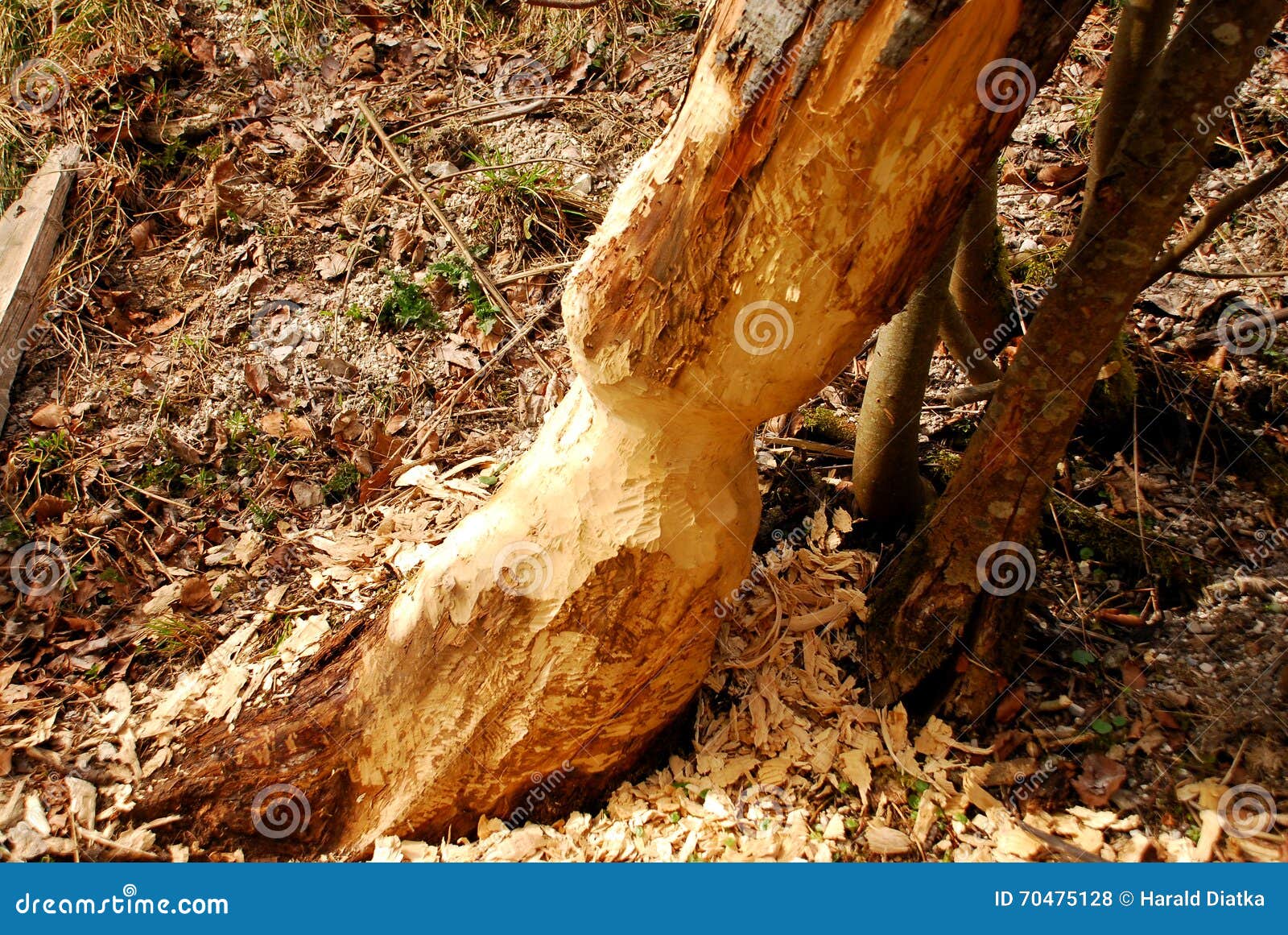 Beaver Bite Marks On Tree Trunk And Water And Trees In Forest In ...