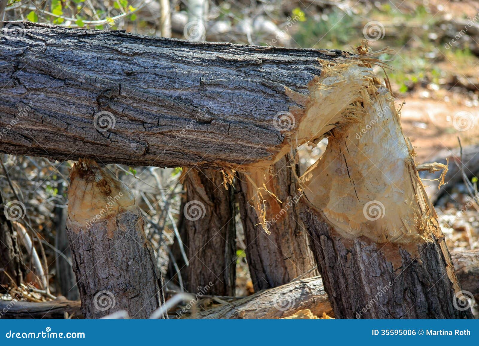 After the beaver bite stock photo. Image of tree, rodent - 35595006