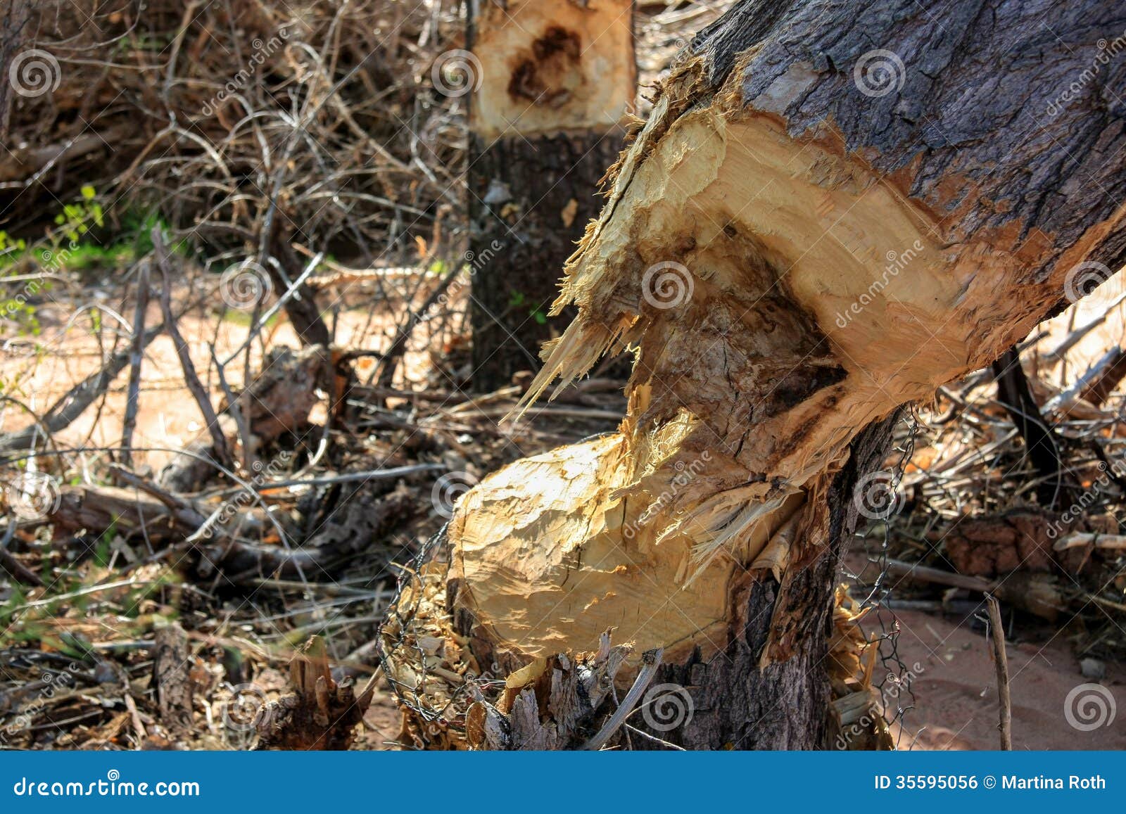 After the beaver bite stock photo. Image of detail, damage - 35595056