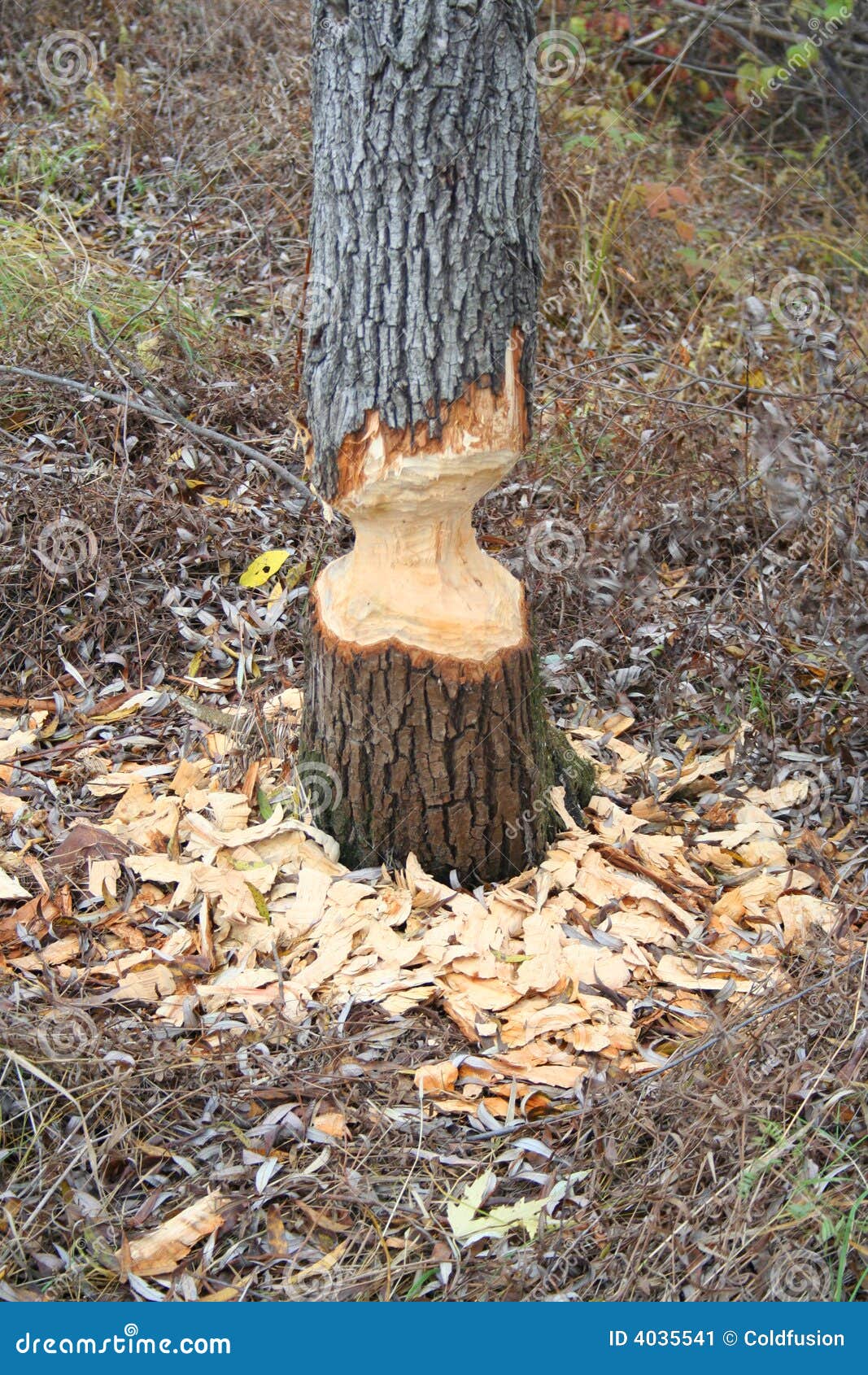 Beaver bitten tree stock image. Image of vivid, shavings - 4035541