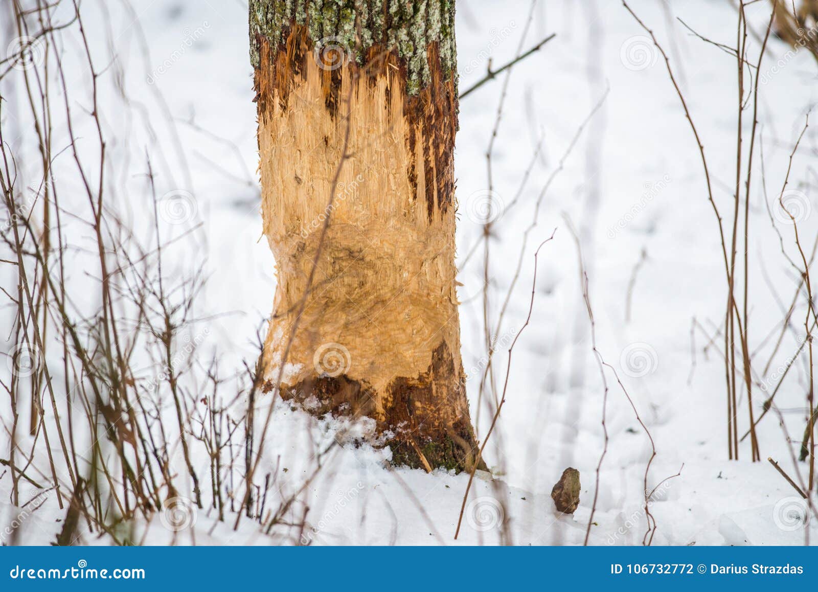 Beaver bitten tree stock photo. Image of damaged, wooden - 106732772