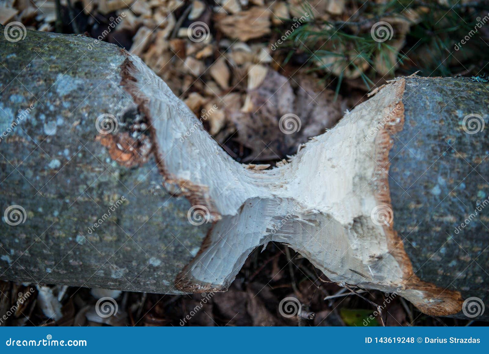 Beaver bitten tree stock photo. Image of woods, beavers - 143619248