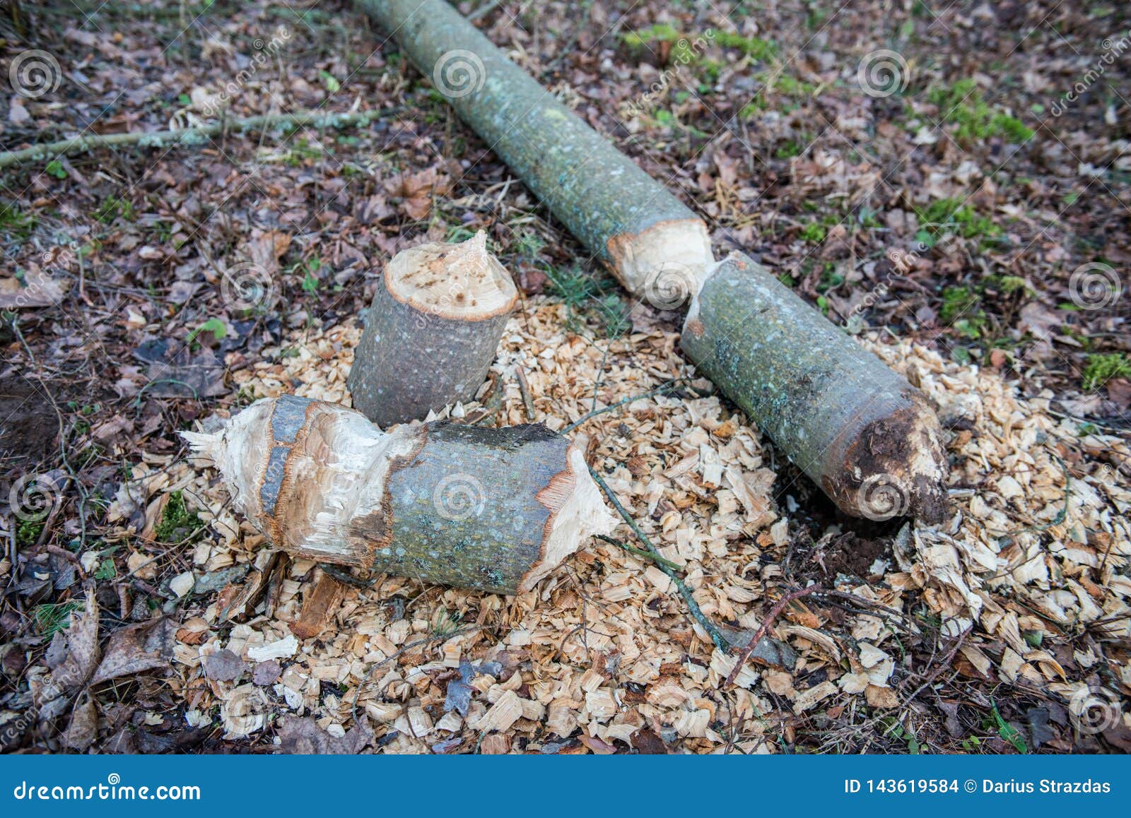 Beaver bitten tree stock photo. Image of woods, beaver - 143619584