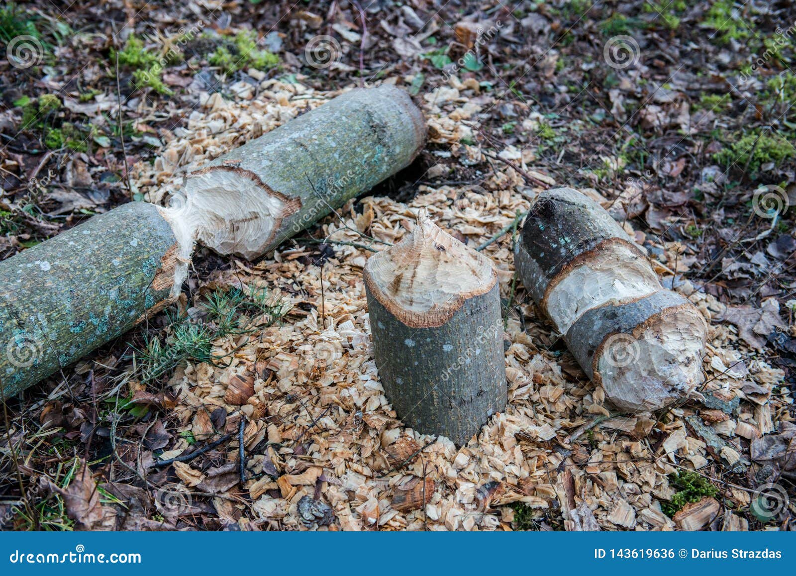 Beaver bitten tree stock photo. Image of trunk, material - 143619636