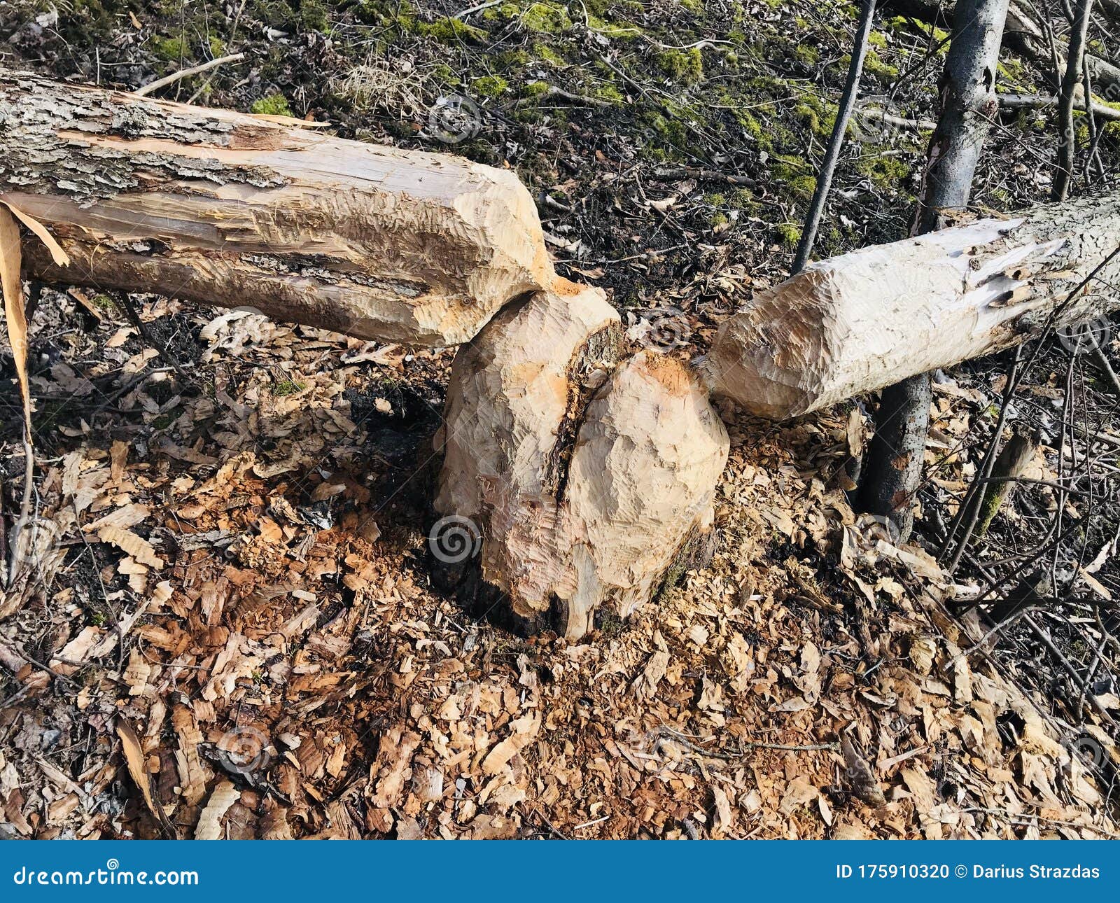 Beaver bitten tree stock photo. Image of detail, chewed - 175910320
