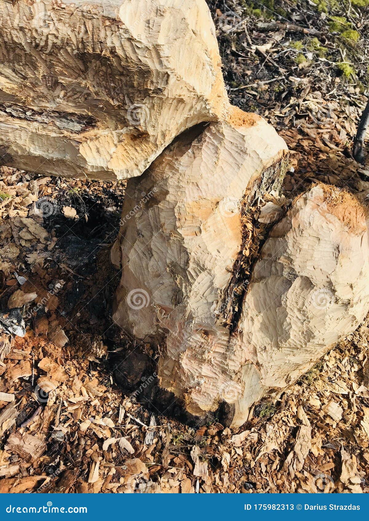 Beaver bitten tree stock image. Image of wooden, close - 175982313