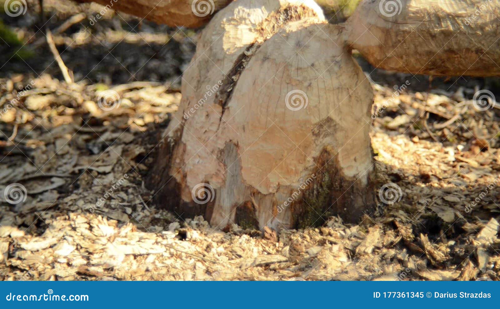 Beaver bitten tree stock video. Video of broken, gnawed - 177361345