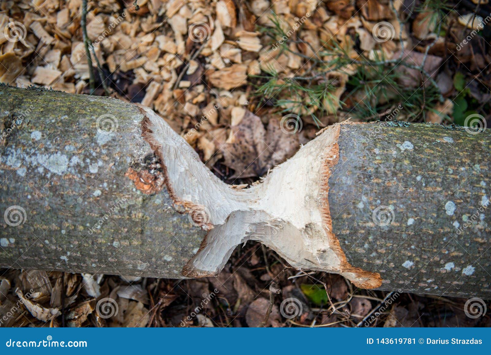 Beaver bitten tree stock image. Image of chewed, gnawed - 143619781