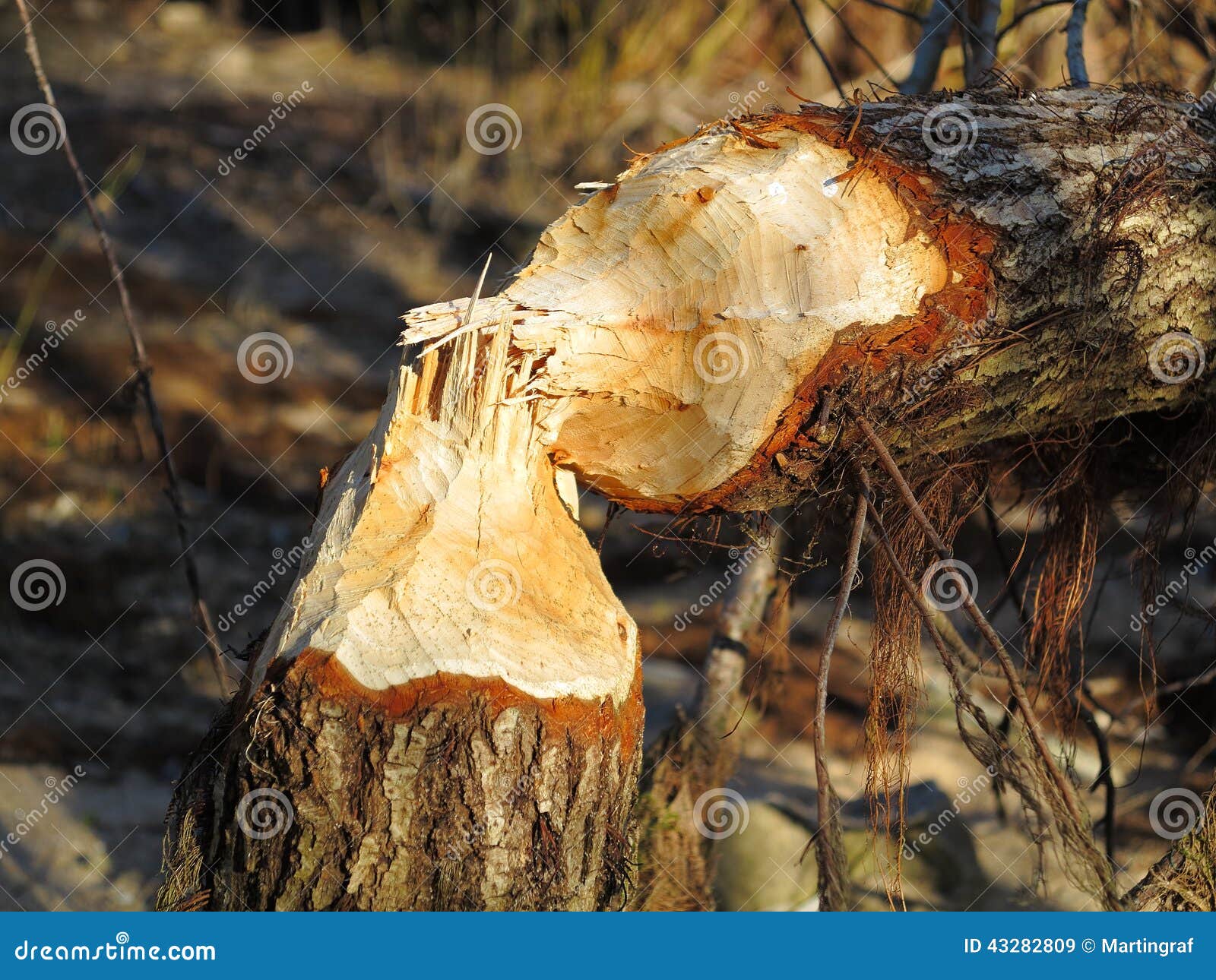 7,263 Detail Broken Tree Stock Photos - Free & Royalty-Free Stock ...
