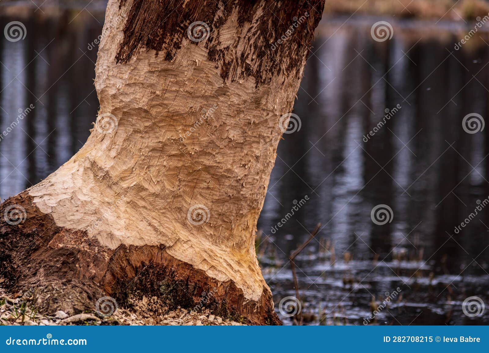 Beaver Bitten Tree on the Coast of the Pond Stock Image - Image of ...