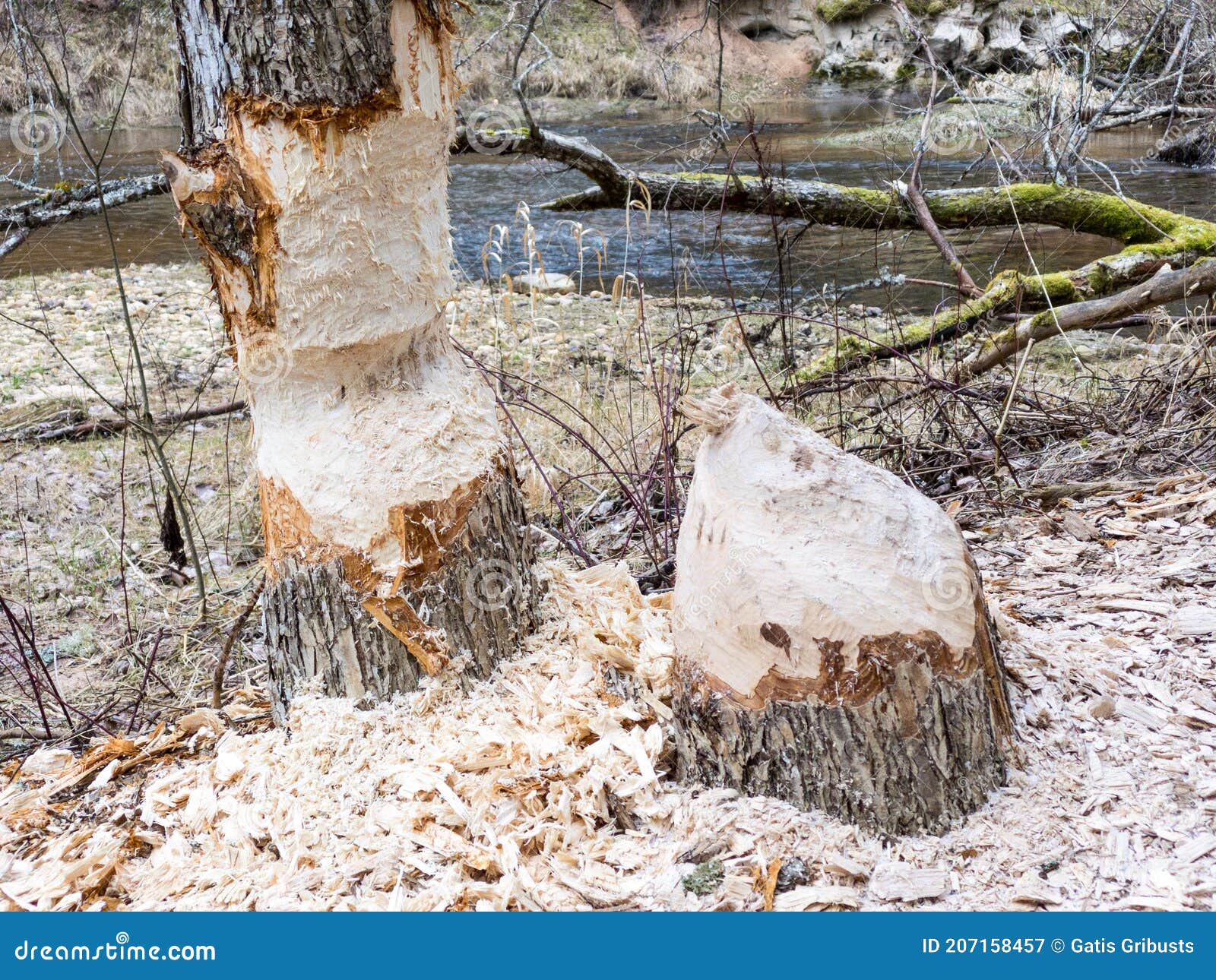 Beaver Bitten Tree in Wild Forest Stock Image - Image of moss, wall ...