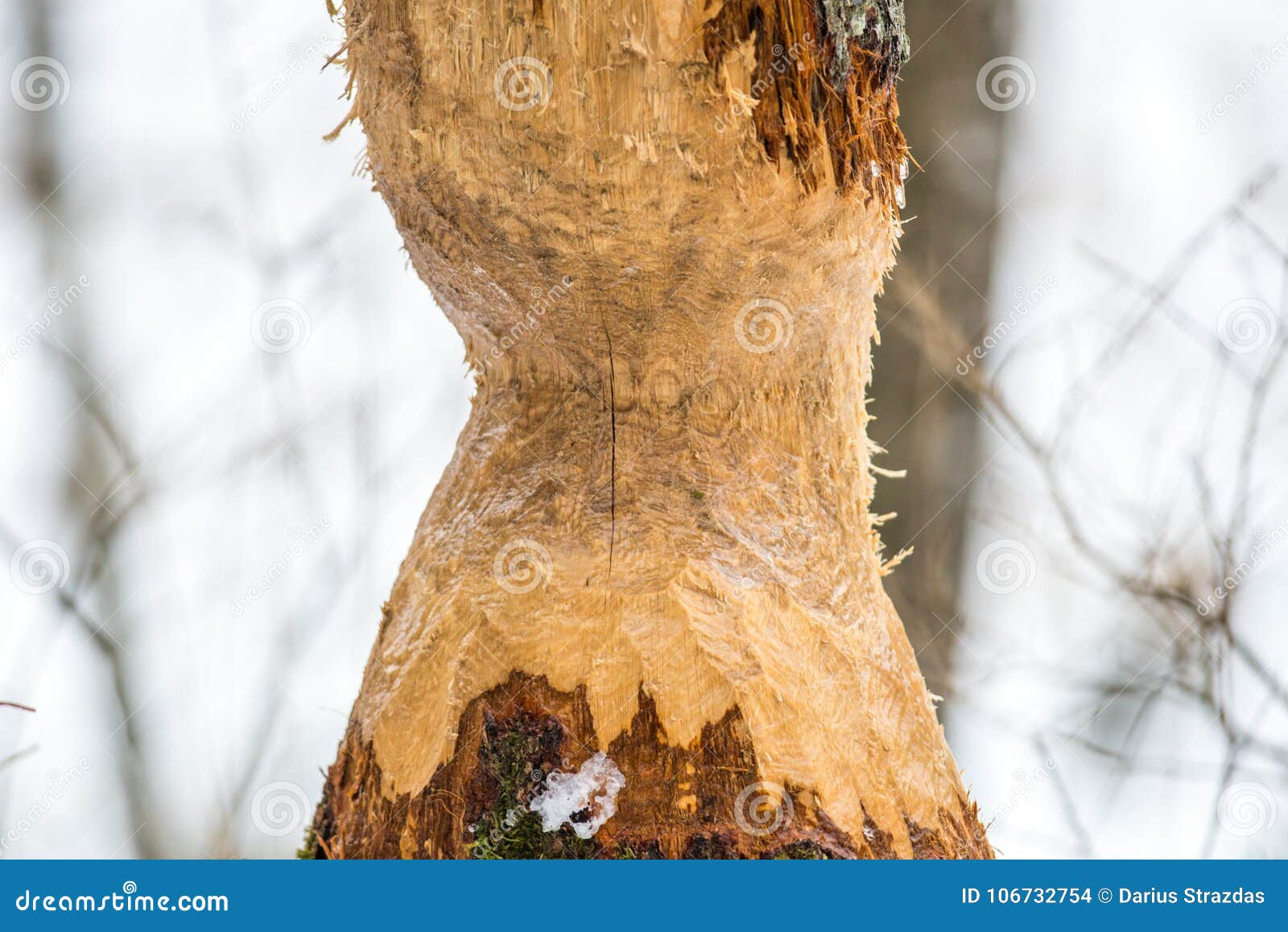 Beaver Bitten Tree in Winter Forest Stock Photo - Image of nature ...