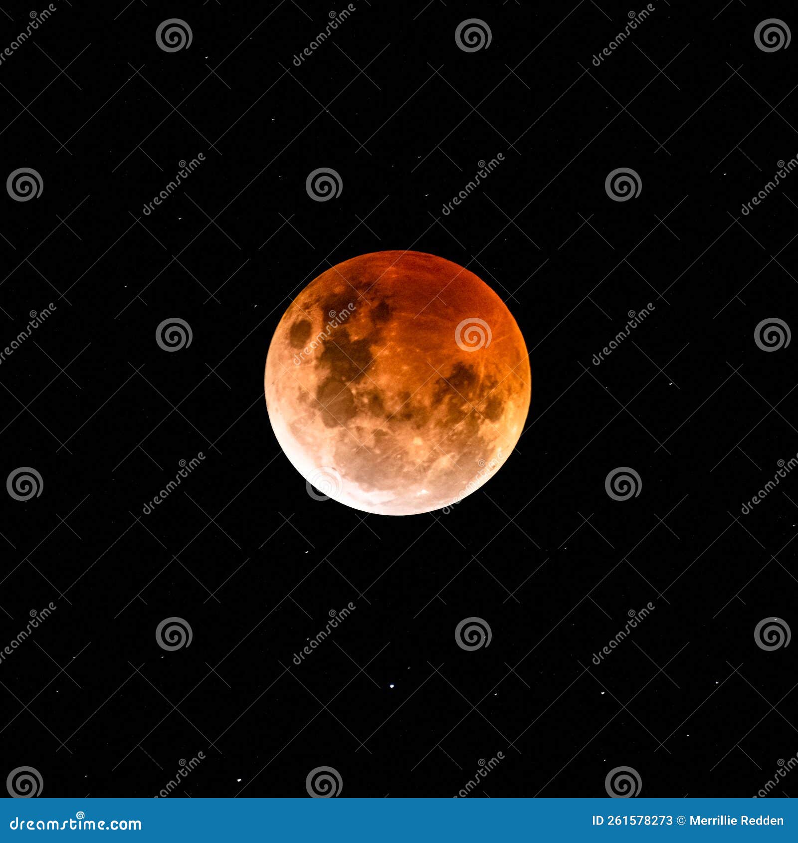 Beaver Blood Moon Eclipse stock image. Image of cycle - 261578273 Beaver Blood Moon Eclipse stock image. Image of cycle - 261578273