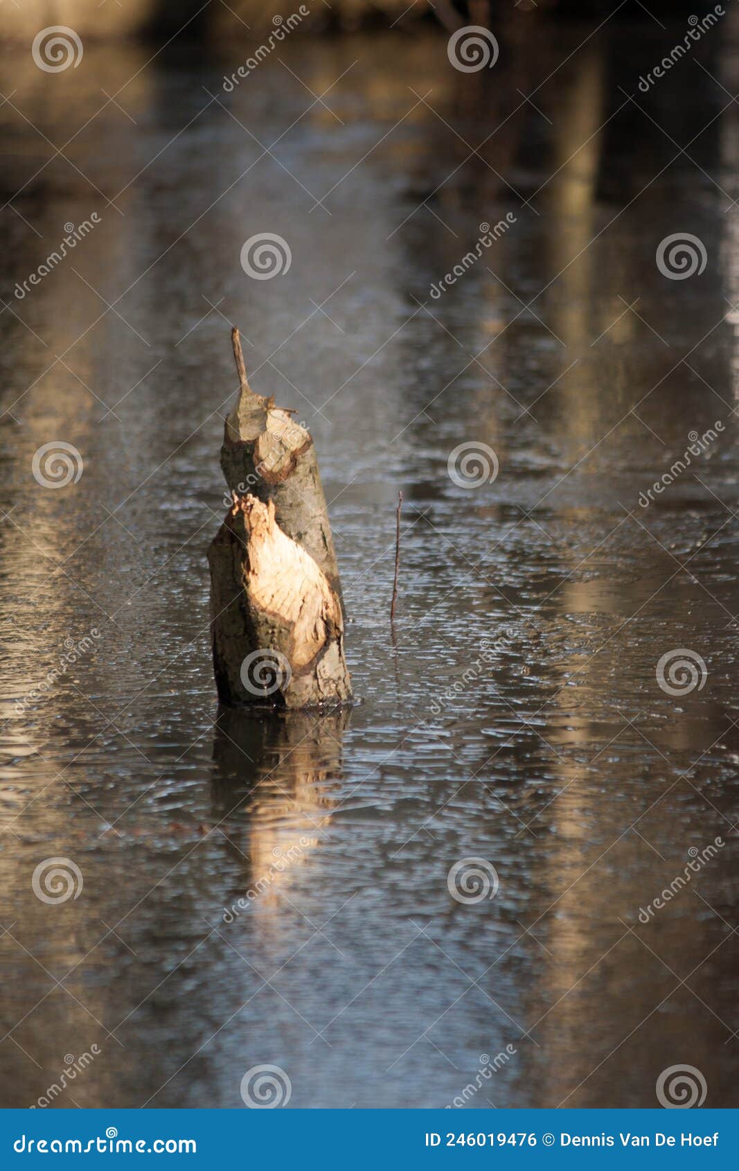 Beaver building a dam stock photo. Image of woods, park - 246019476