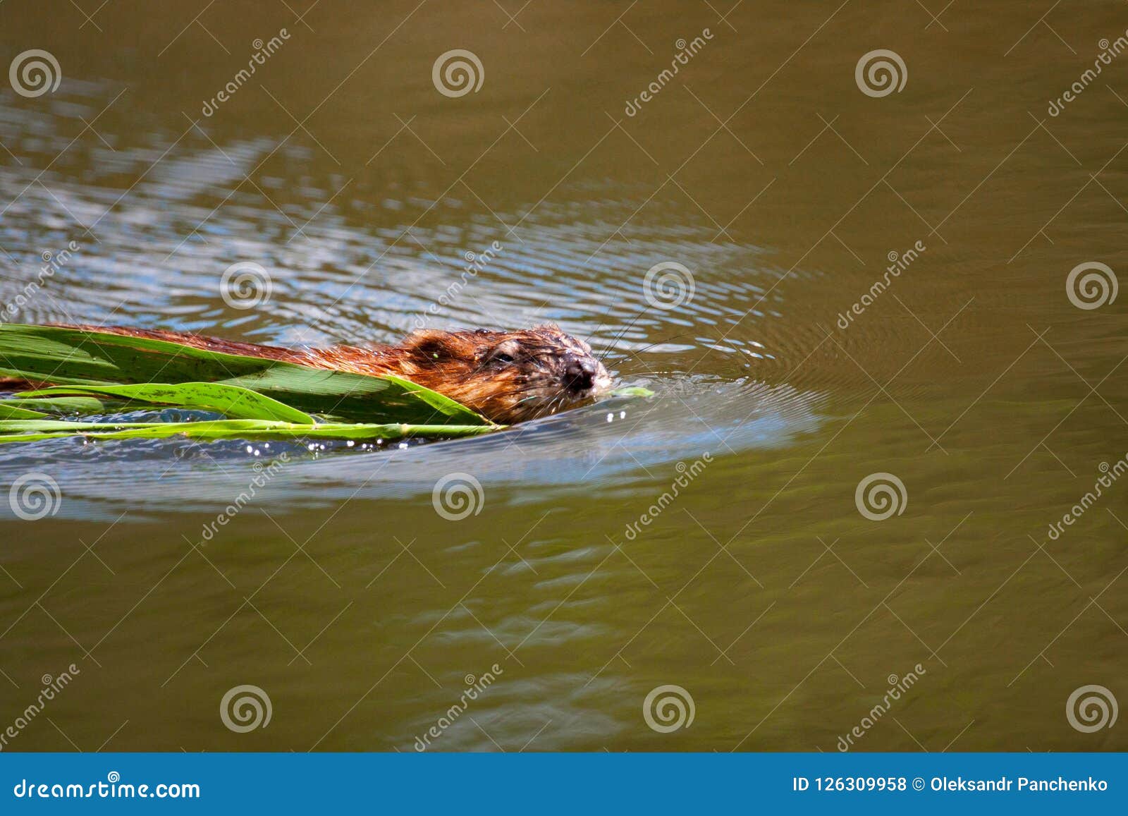 Beaver Building a House on the Lake Stock Photo - Image of canal ...