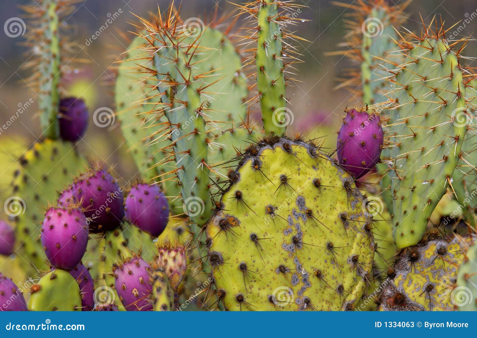 Beaver cactus stock image. Image of ground, heat, april - 1334063