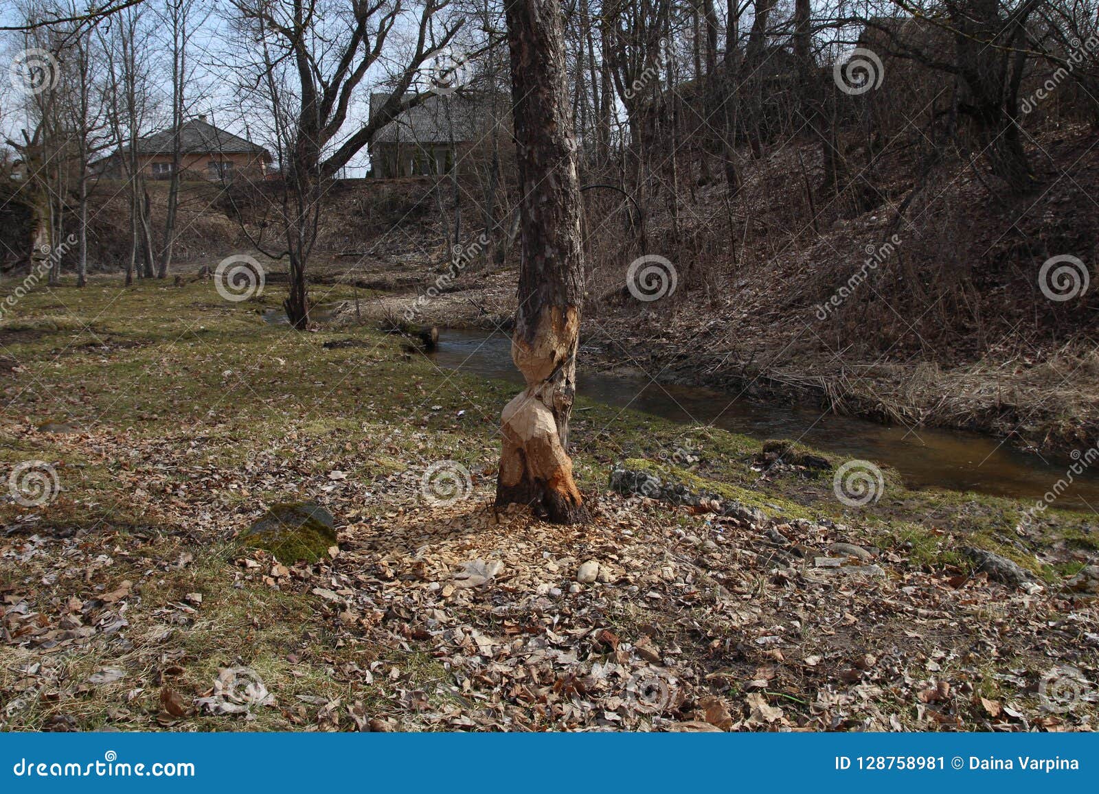Beaver Tree Damage. They Will Regularly Cut Down Trees. Beavers Eat ...