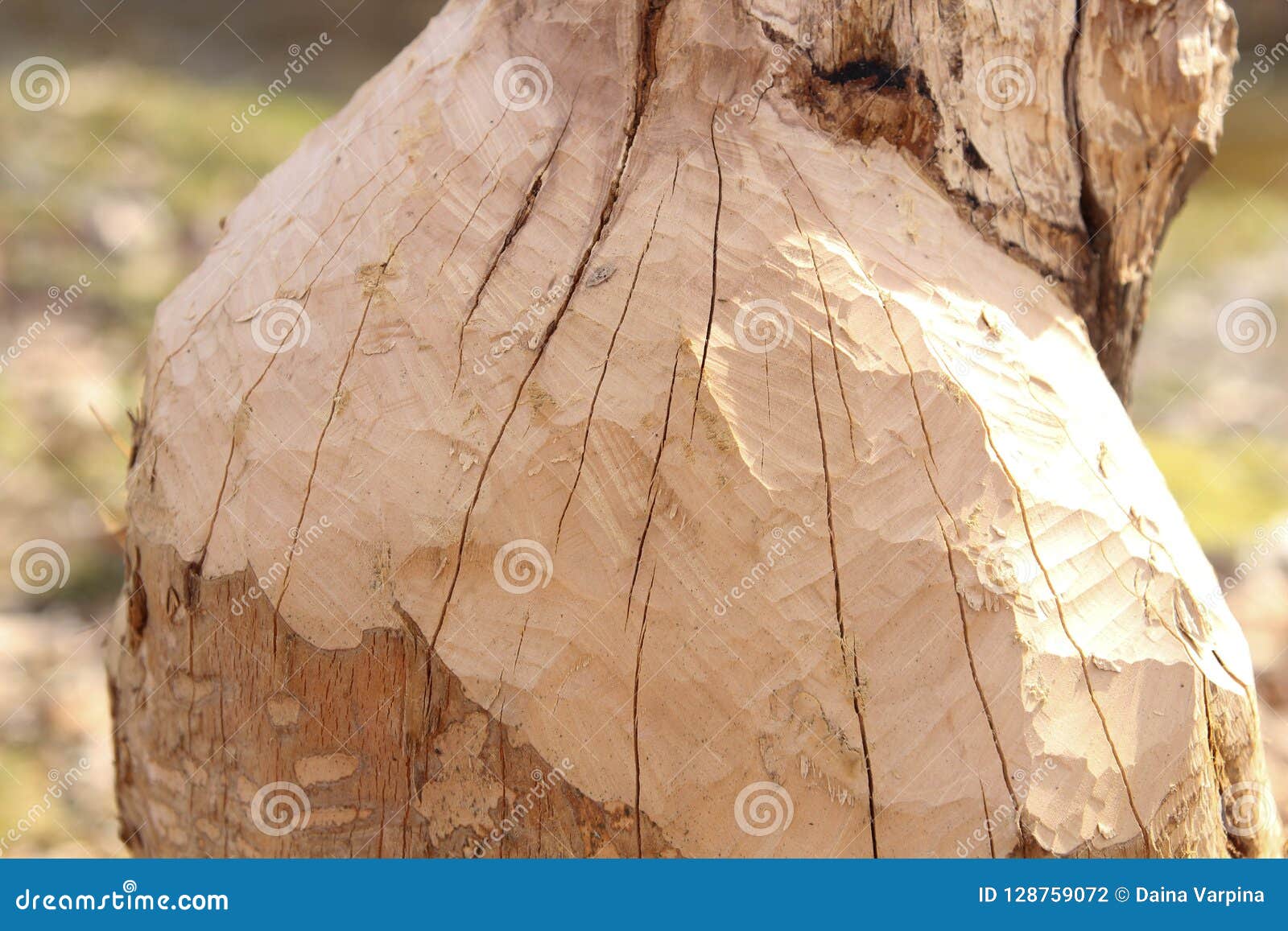 Beaver Tree Damage. they Will Regularly Cut Down Trees. Beavers Eat ...