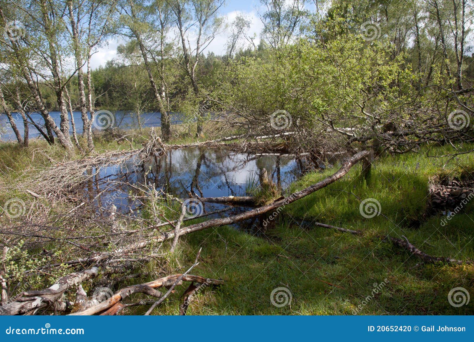 Beaver canal stock photo. Image of estate, highlands - 20652420
