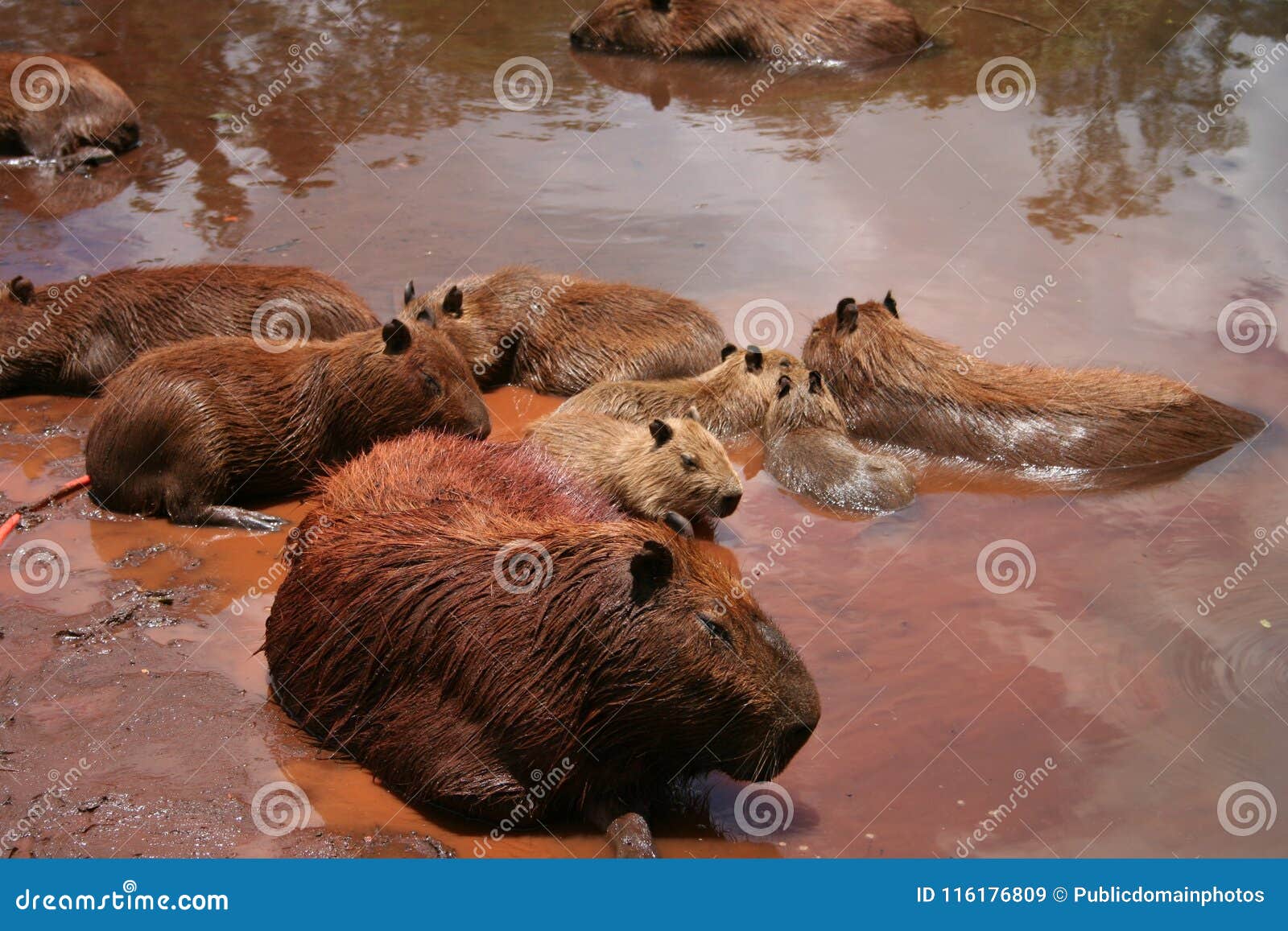 Beaver, Capybara, Mammal, Fauna Picture. Image: 116176809