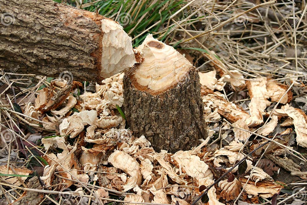 Beaver carnage stock image. Image of gnawed, rodent, nature - 999383